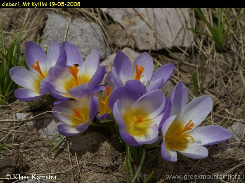 The Country Of Crocuses: Crocus sieberi subsp. sublimis (C. atticus ...