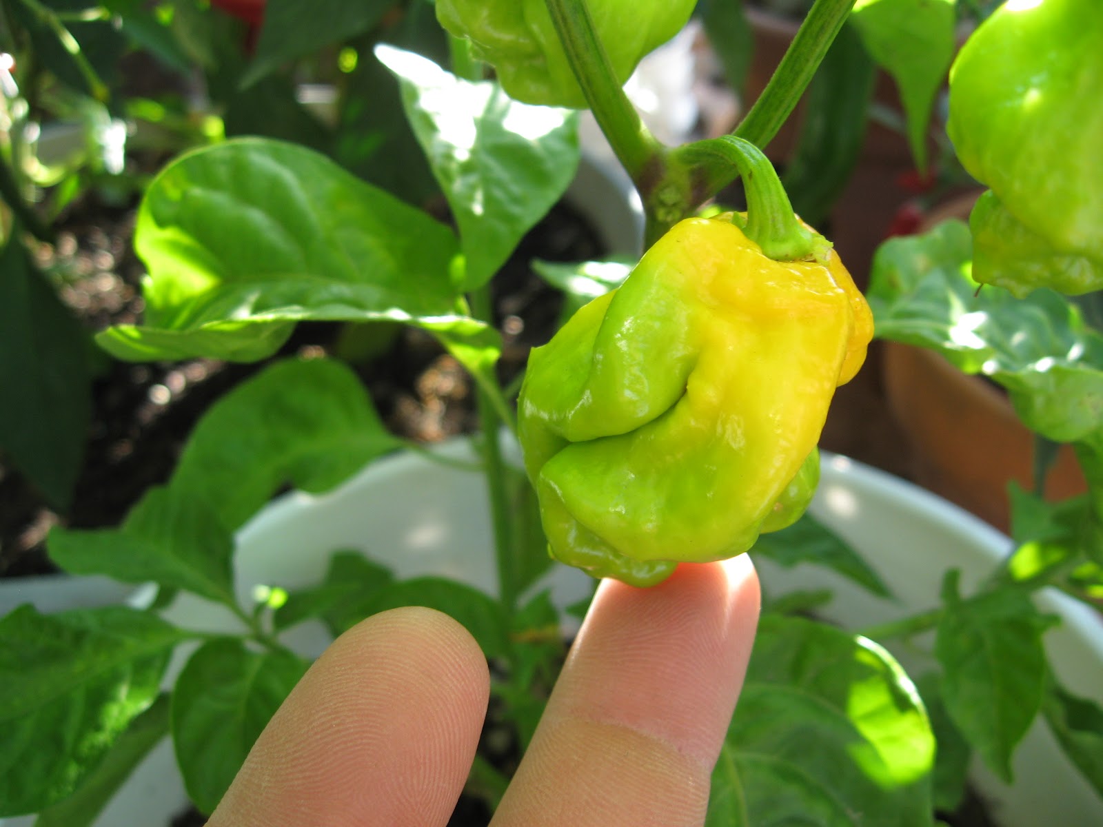 Extreme Hot Peppers