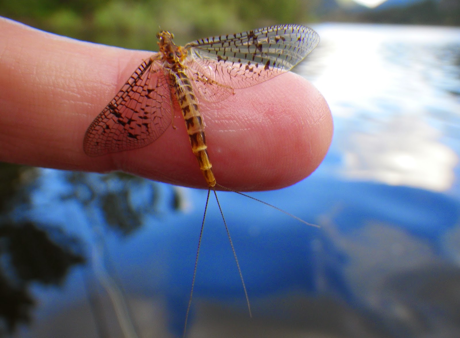 Home Waters: A Fly Fishing Life: Fly Tying: Brown Drake