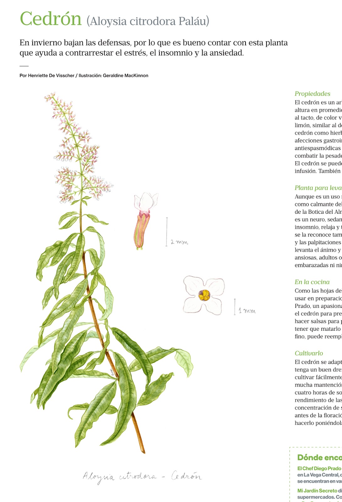 Hierbas medicinales en Revista Viernes | GMK