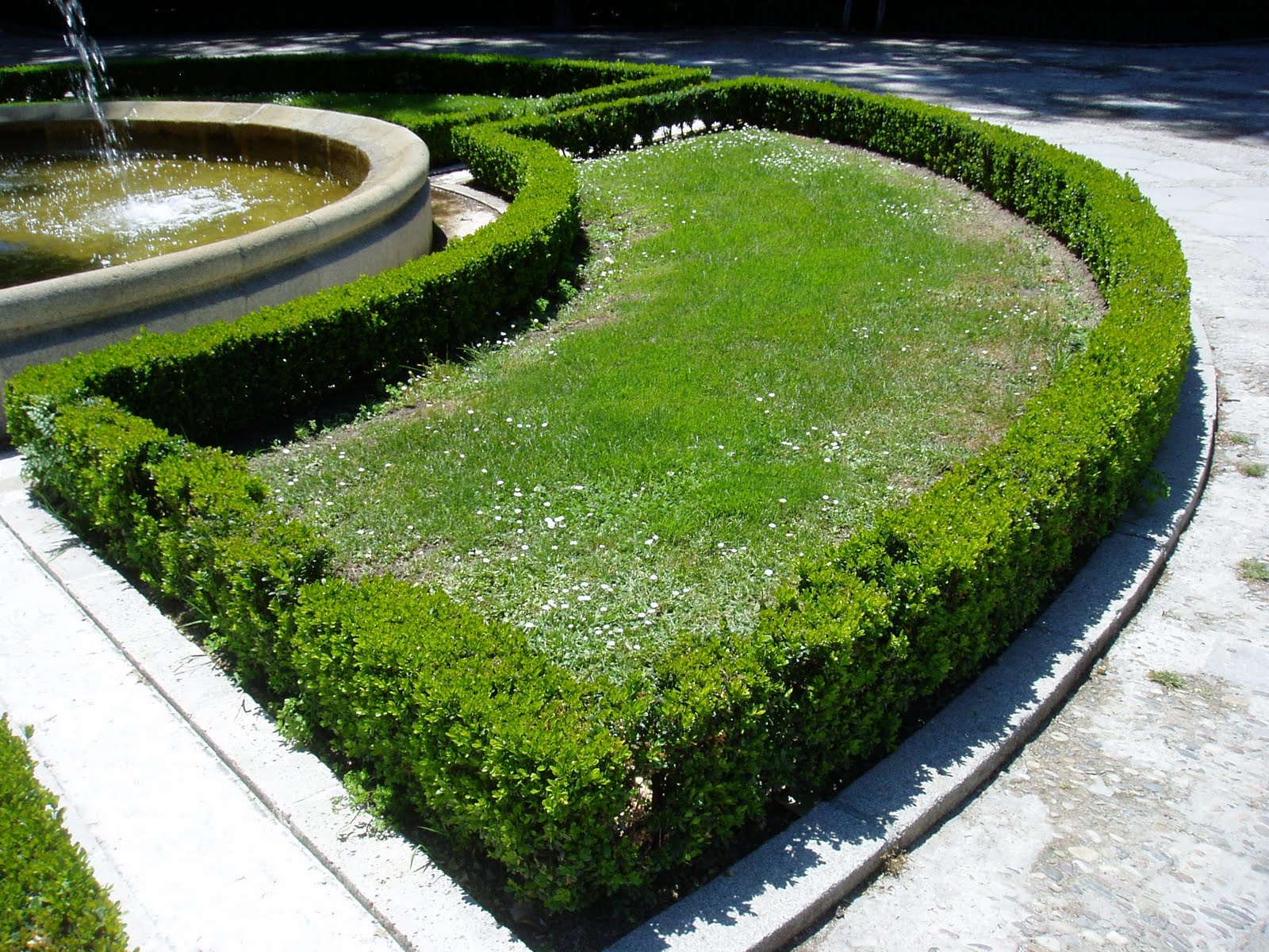 BOJ: Buxus sempervirens | Plantas rioMoros