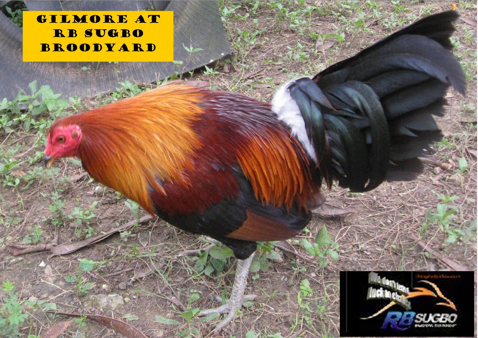 manok panabong - philippin news collections