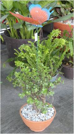 La Doctora De Las Plantas: Idea de plantas fáciles para hacer arreglos ...