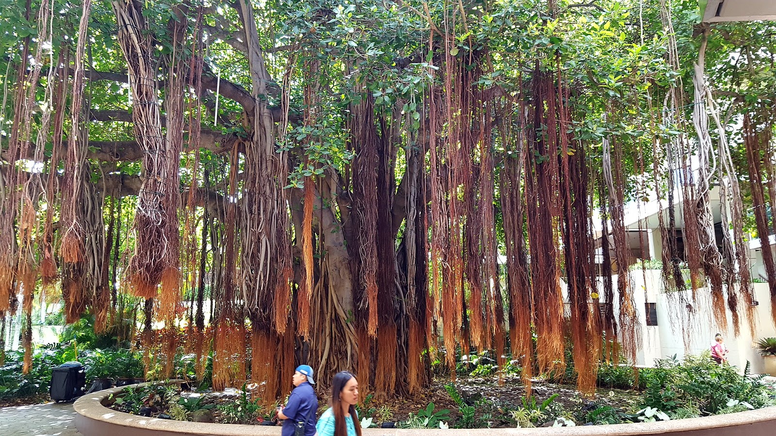 HRodenberger's Blog: The Trees of Kuroda Field