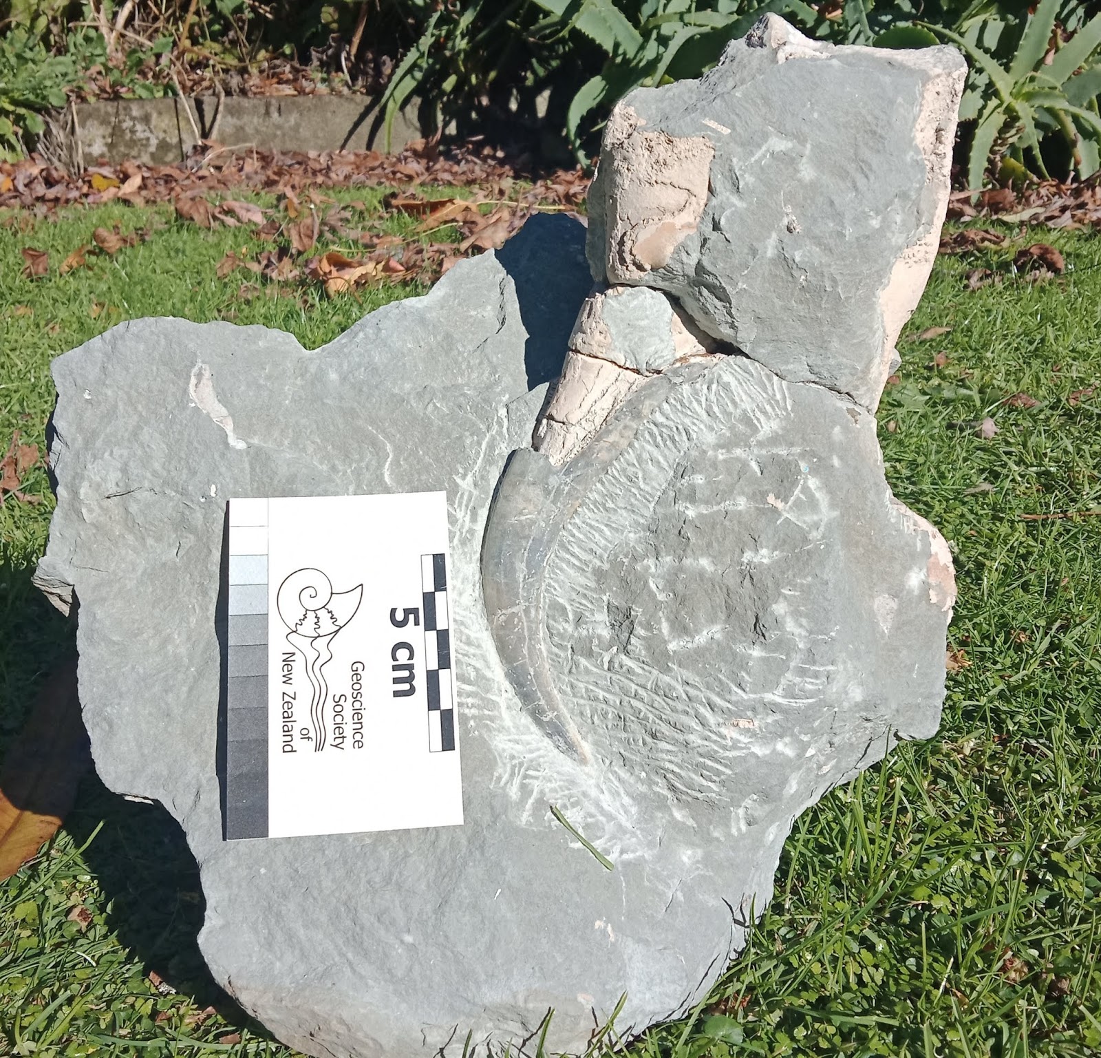 Aotearoarocks - Geology - Archaeology - History - Ecology: Guest post ...