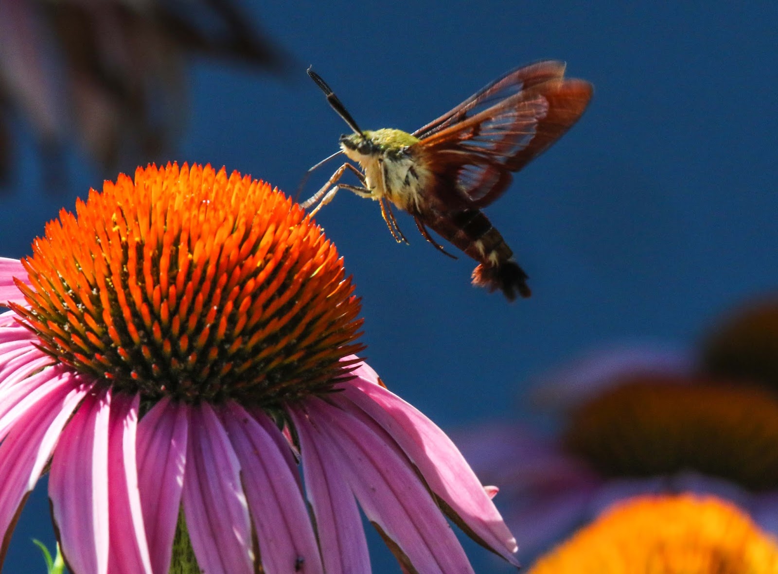 Gale's Photo and Birding Blog: Clearwing Hummingbird Moth