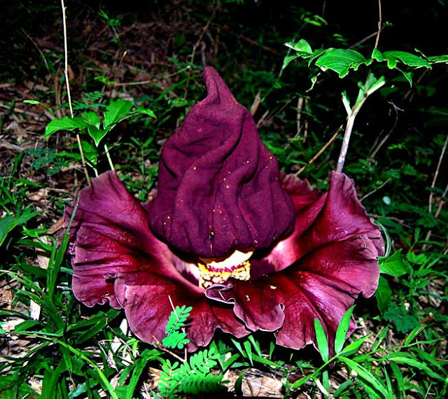 Elephant Yam or Pongapong flower