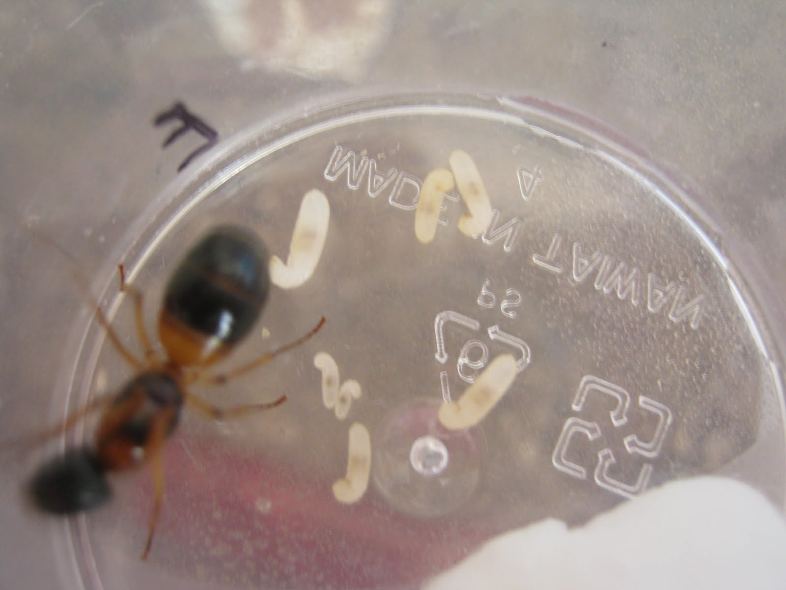 Megan's Ants: Esme update (Camponotus Consobrinus queen)