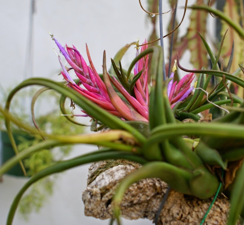 Incredible Plants!: Basic tillandsia care and cultivation