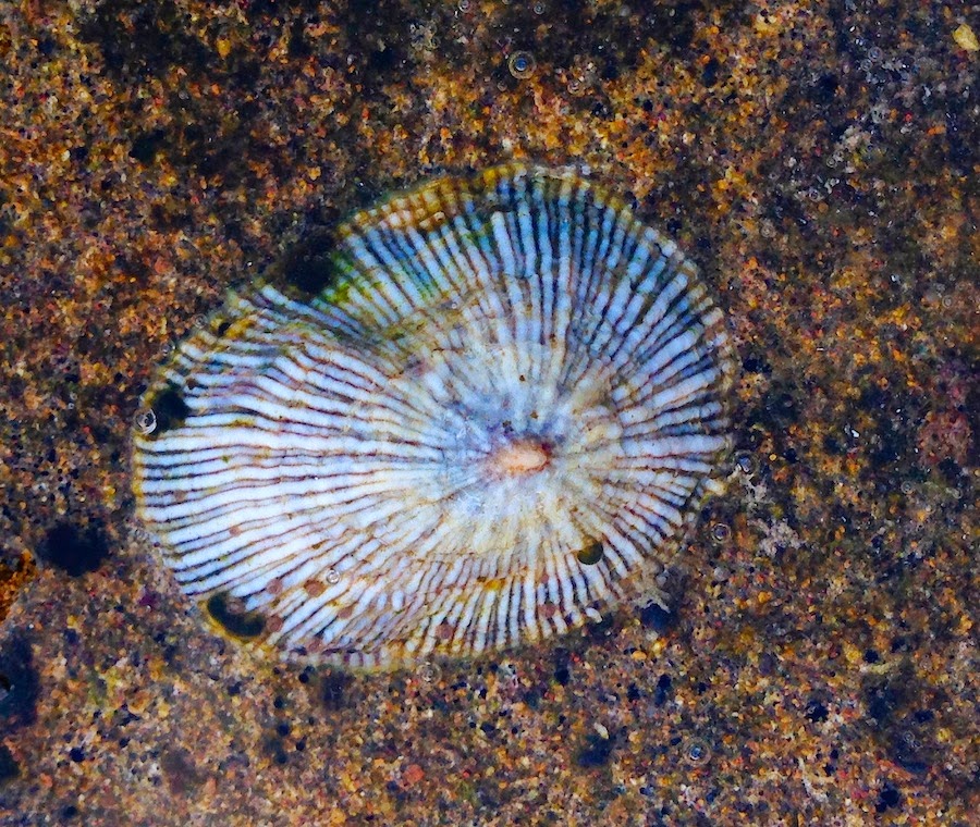 Rafael Microfauna Marina: Sobre falsas lapas y banquetes de jacas