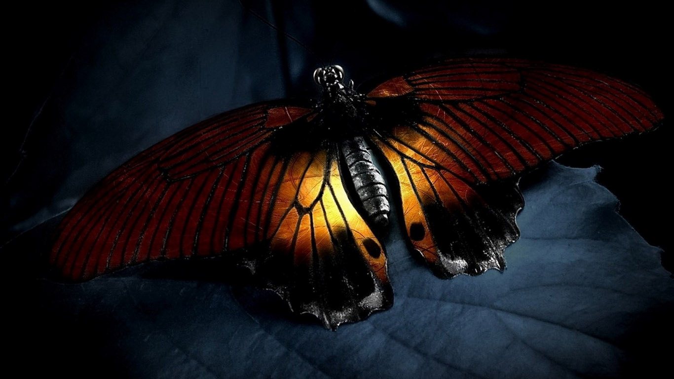Butterfly HD Wallpapers