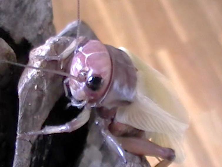 Los grillos: Grillos albinos