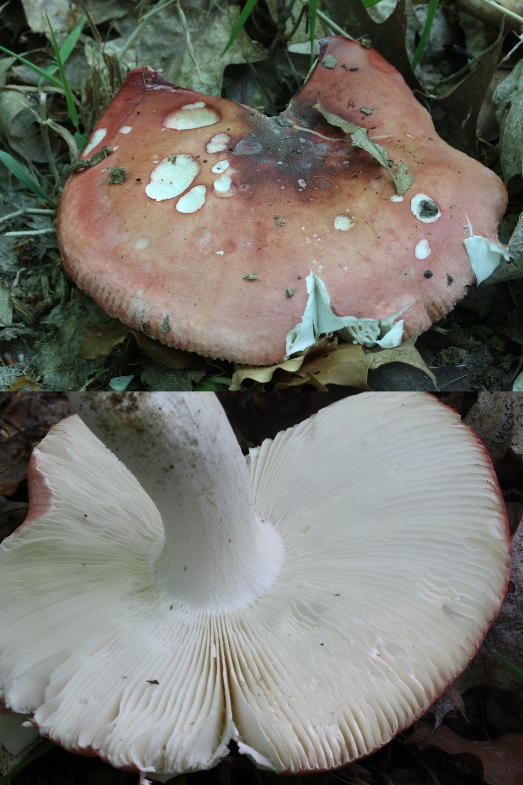 Guía de Setas y Hongos de Navarra.: Russula alutacea Fr,ss Mlz-Zv
