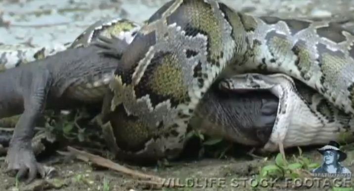 PAKJHU: [VIDEO] Ular makan Buaya