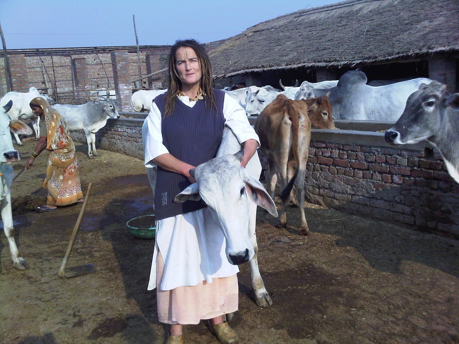 HOPE Dog Rescue: India Cows