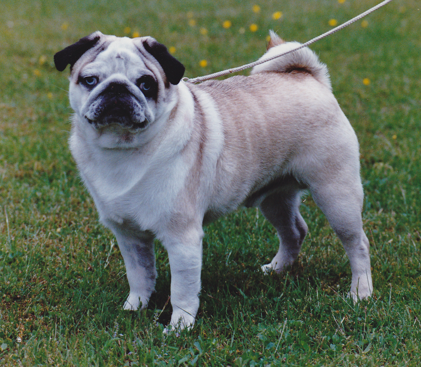 Från min horisont: En mops, är en mops, är en mops - svårt vara utan ...