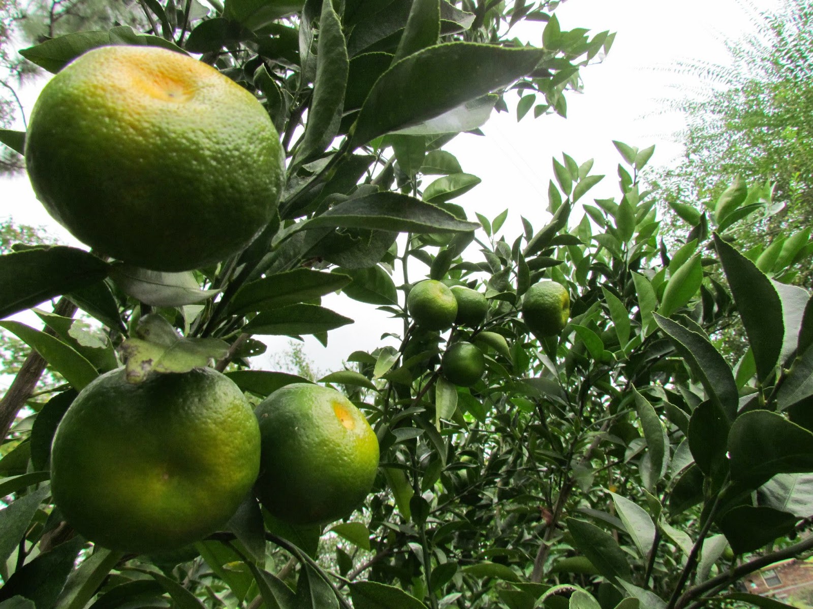Tim's Backyard: Changsha Mandarins: Their Fruit and Their Pests