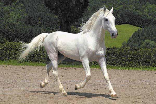 ,,Bo najpiękniejsze na świecie są konie ": Rasy koni