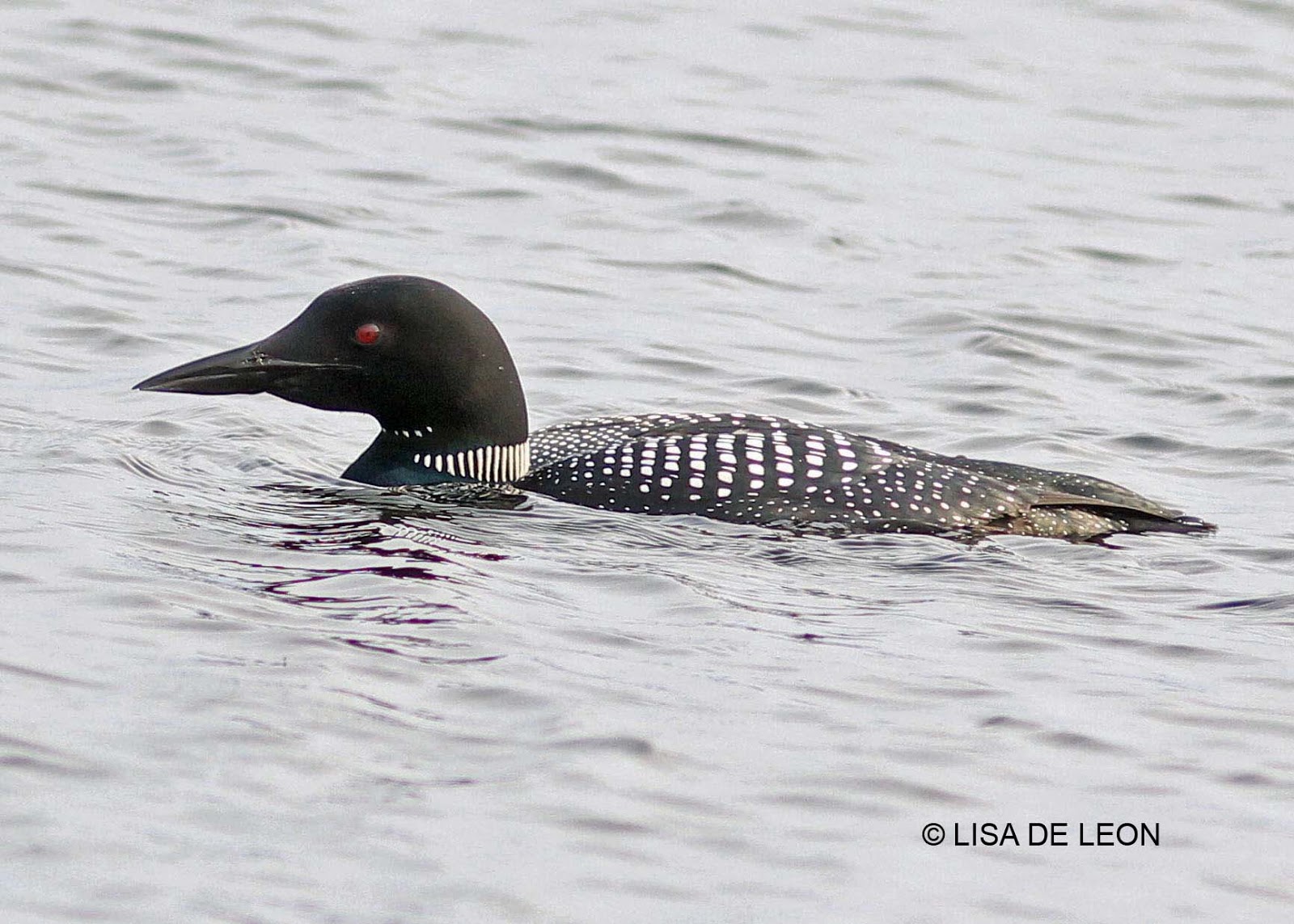 Birding with Lisa de Leon: Uncommon Encounter with a Common Loon