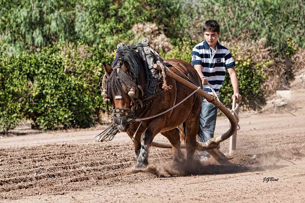 fotografias: El arado (llaurar)