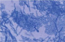 .: Tips Merawat Panau Secara Semulajadi