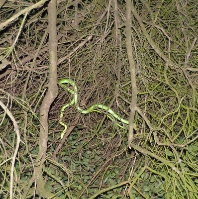 South Africa: Londolozi and Thonga: Can Chris relax at dinner with a ...