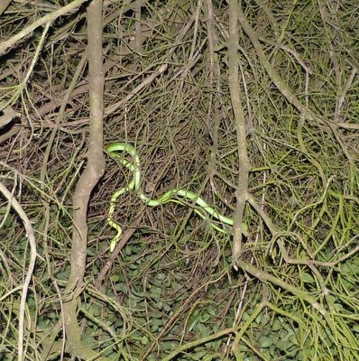 South Africa: Londolozi and Thonga: Can Chris relax at dinner with a ...