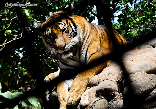 Elal Lasola Travel & Photography: Subic | Zoobic Safari