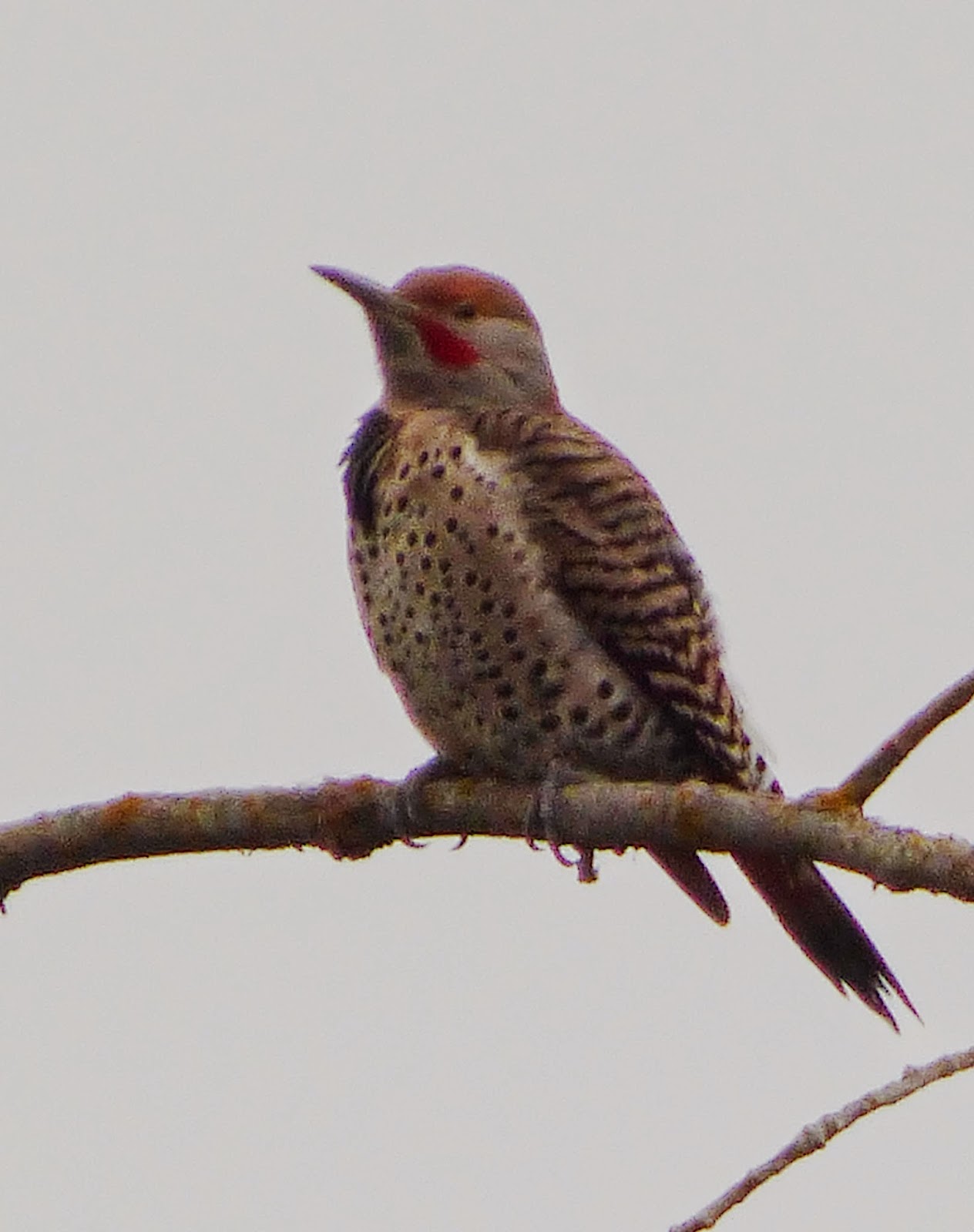 Geotripper's California Birds: Bird of the Day: Northern Flicker on a ...