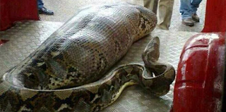 Under The Angsana Tree: Woman swallowed whole by 8m python