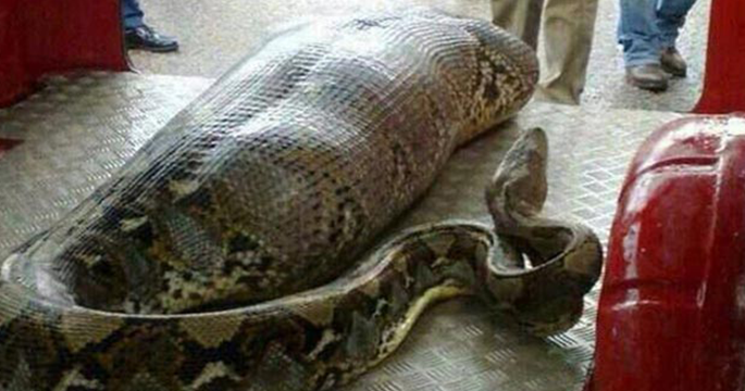Under The Angsana Tree: Woman swallowed whole by 8m python