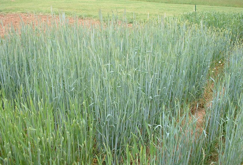 Mid-Atlantic Plant Research Center: Some of the winter grains