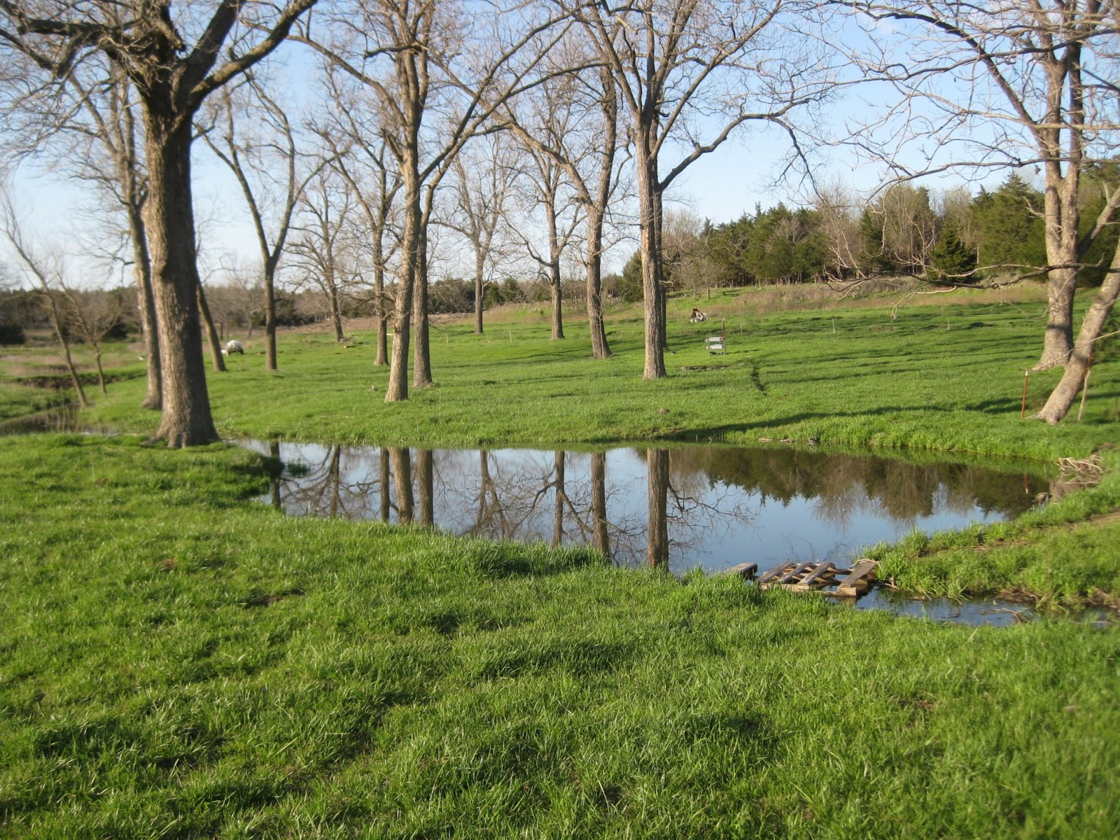 Clear Creek Permaculture: Spring Time and full ponds!