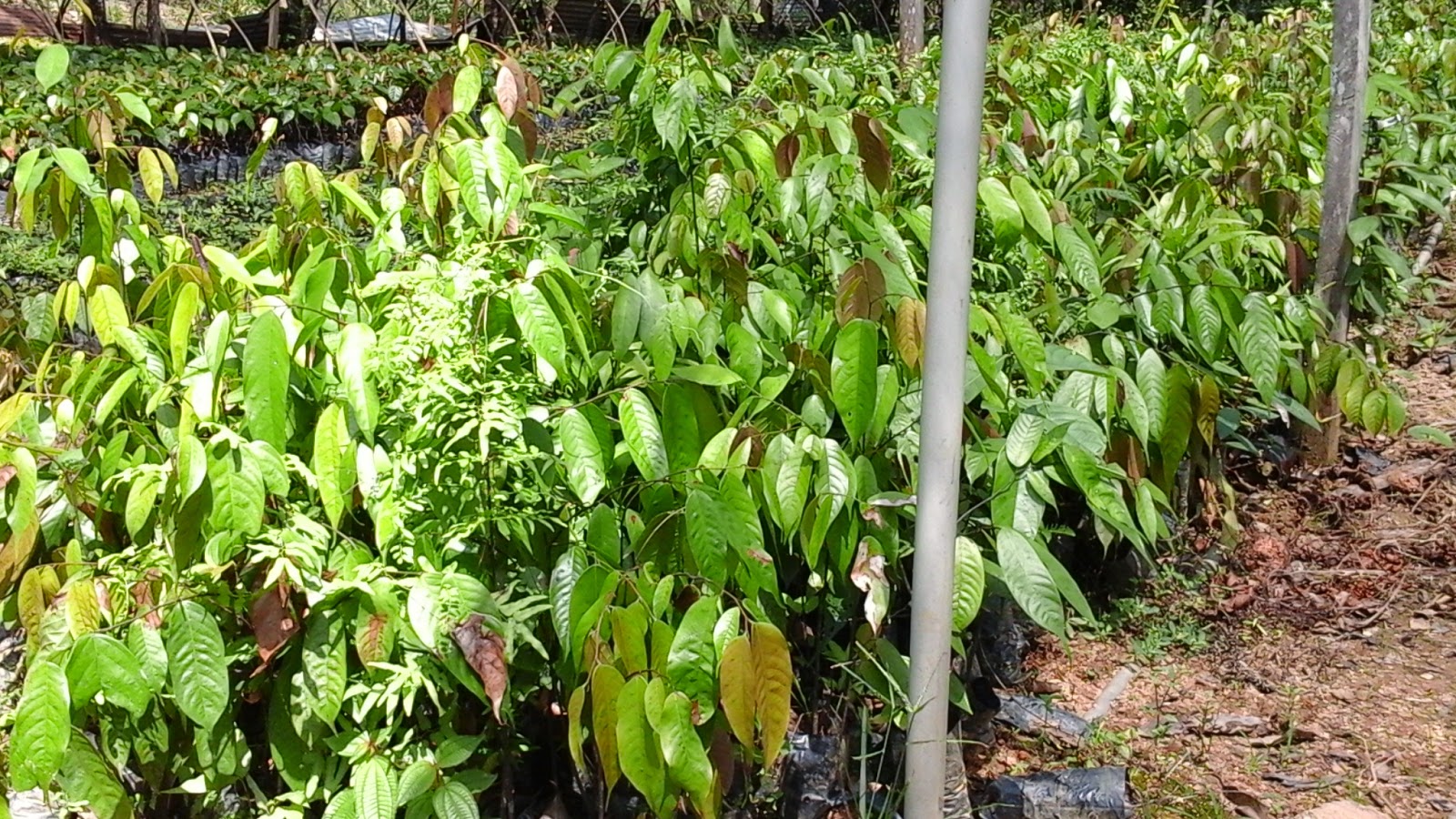 Dari Hutan ke Bandar...: STOK POKOK BIL 2 2015