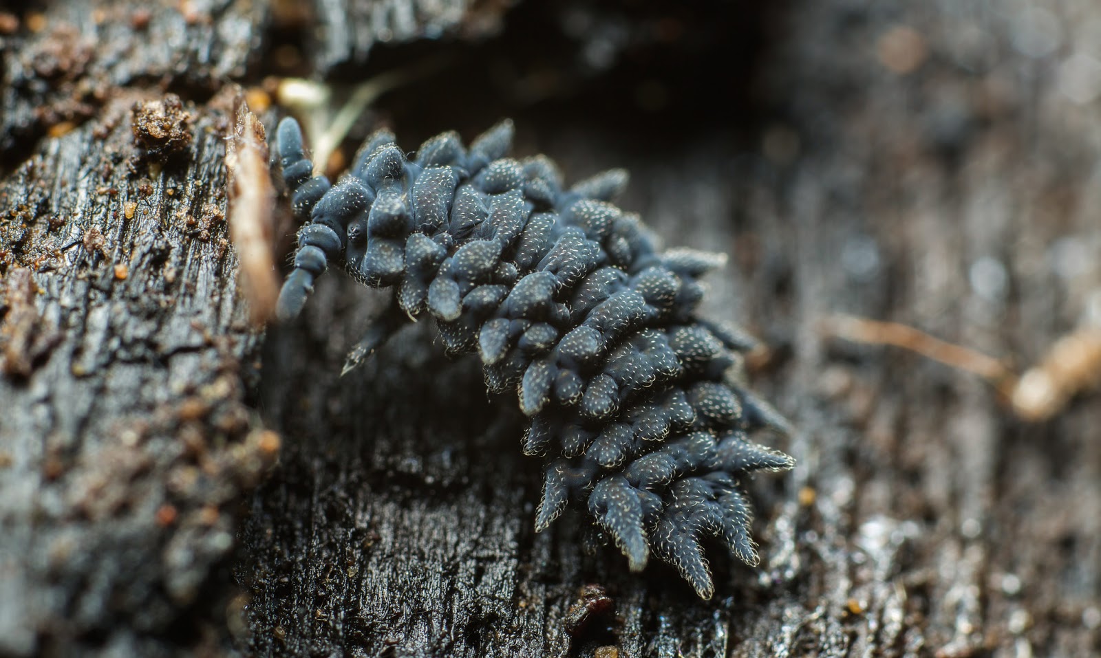 Real Monstrosities: Jelly Horns of Acanthanura