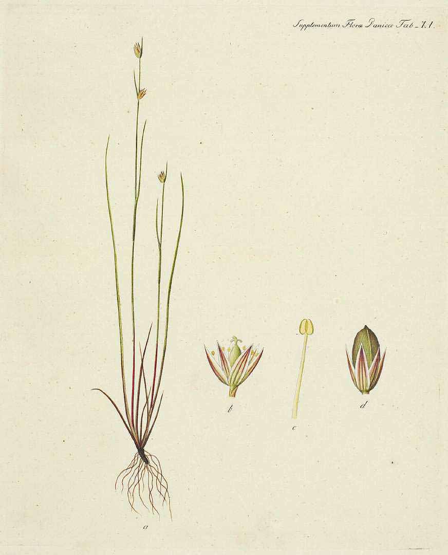 Всё о бегониях и не только...: Ситник стигийский / Ситник грязноводный ...