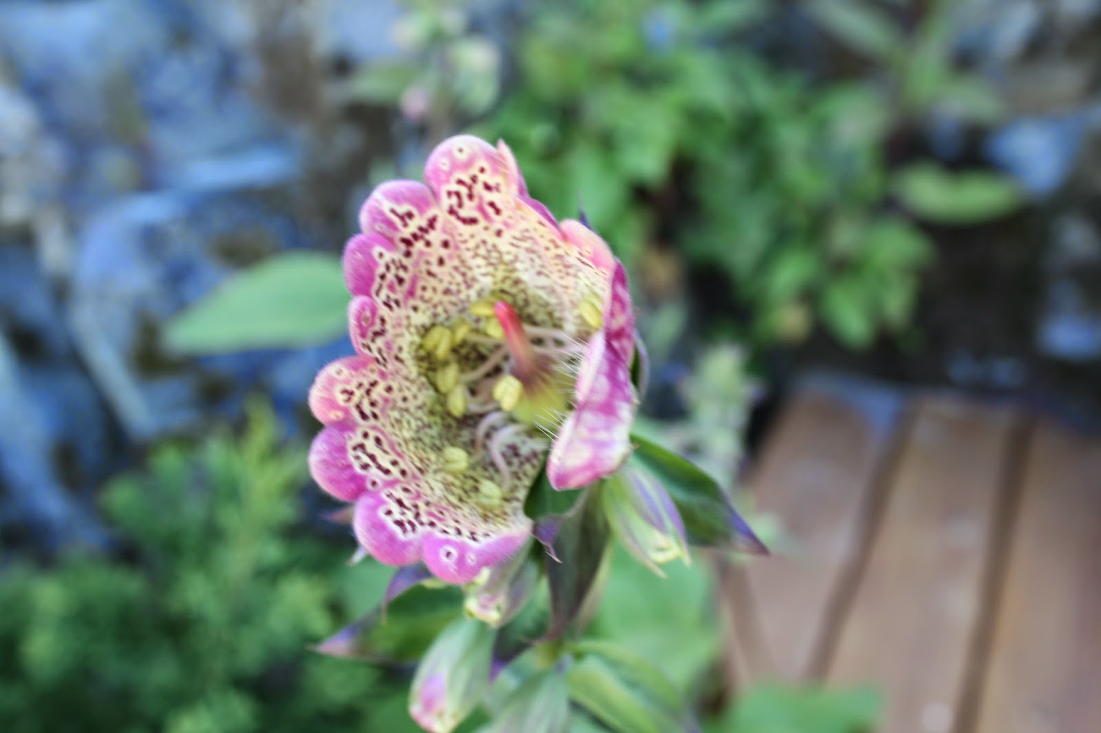 ANNES HAGEVERDEN: Peloria - Digitalis purpurea Revebjelle med toppklokke