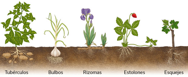 Más Allá De La Biología Reproduccion Asexual En Plantas