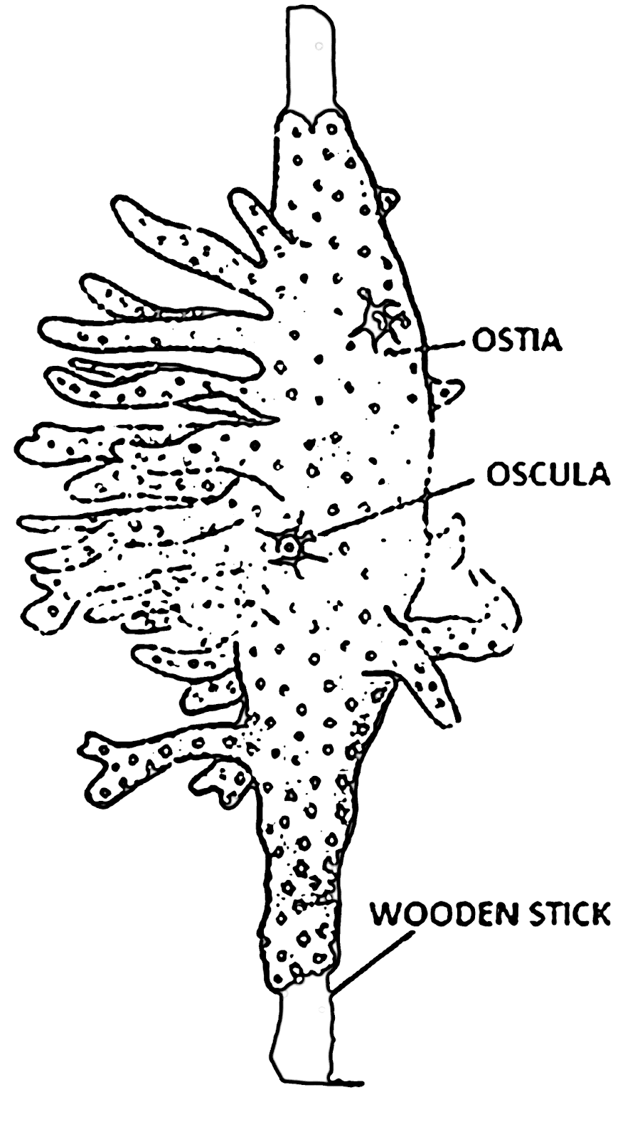 Spongilla Diagram