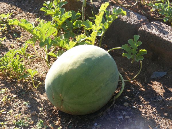 LEKKER RESEPTE VIR DIE JONGERGESLAG: MAKATAAN KONFYTE