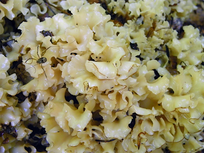 Real Monstrosities: Cauliflower Mushroom