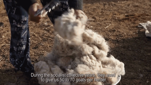 How Cashmere Is Produced - Morimiss Blog