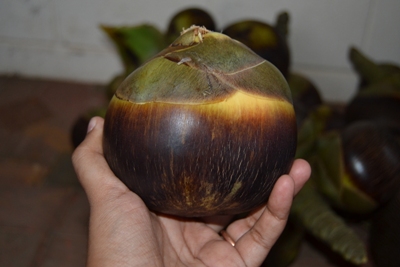 Vaniensamayalarai: Neera With Unripe Palm Fruit / Neera Nongu / Painni ...
