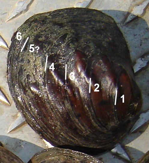 Endangered filter feeders- Orangefoot Pimpleback Pearlymussel ...