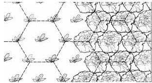 Have Fun Class: ORCHARD GARDENING