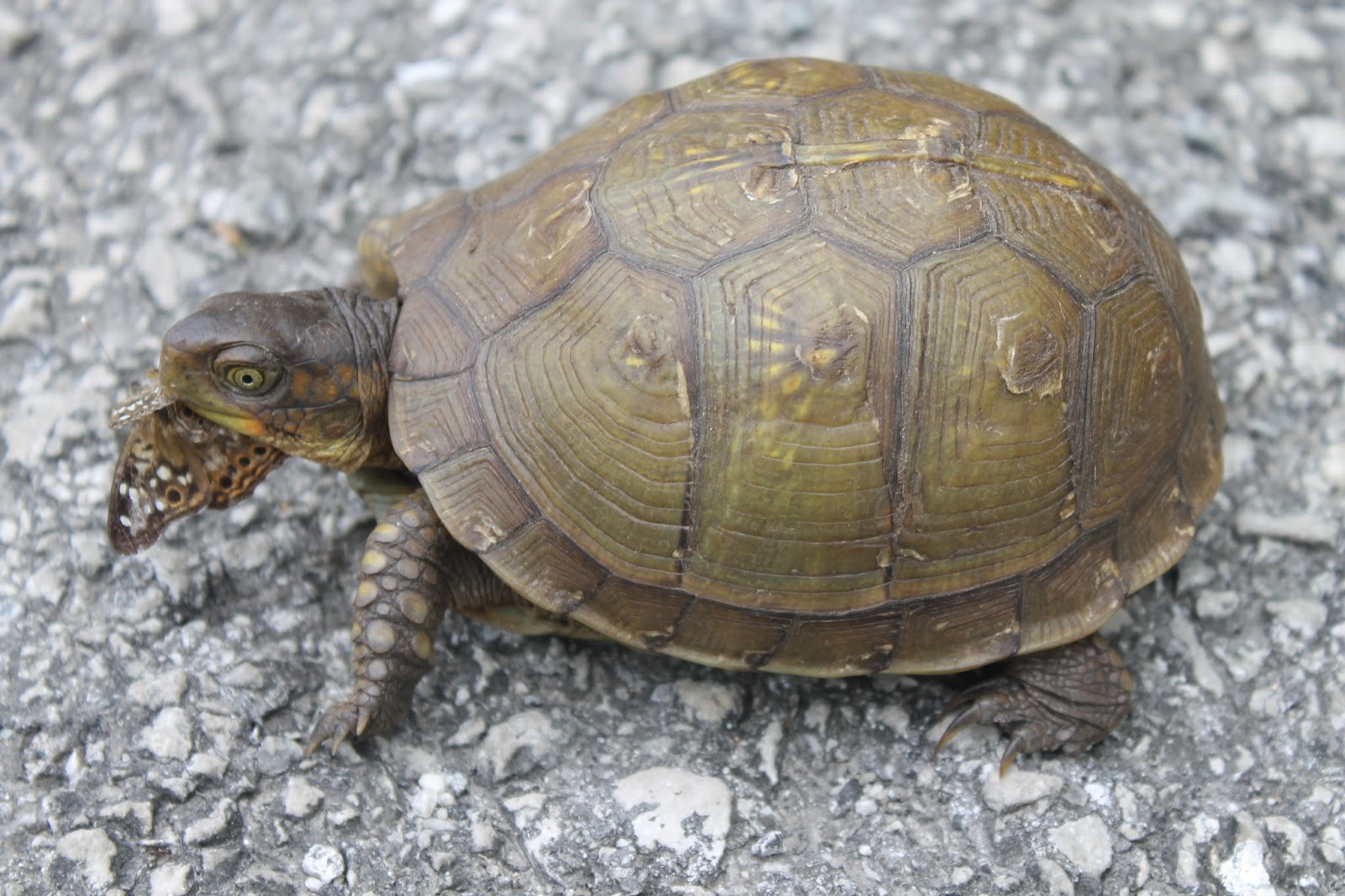 Springfield Plateau: Carnivorous Turtle