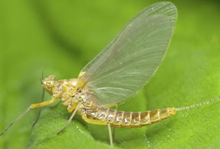 "Las efímeras" Pilar Adón