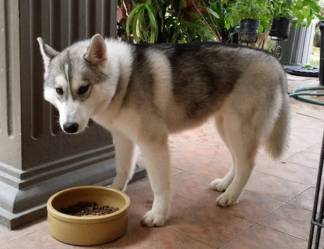 dog-feeding-how-many-times-should-a-dog-eat-a-day-dogalyo