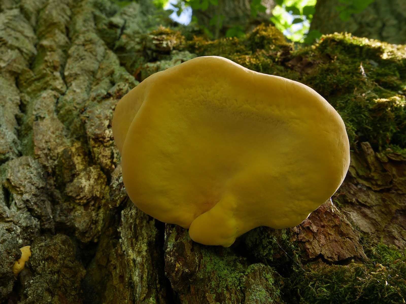 Kääpähavaintoja: Rikkikääpä