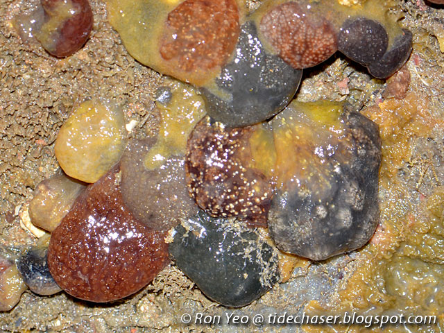 tHE tiDE cHAsER: Ascidians & Other Tunicates (Phylum Chordata ...